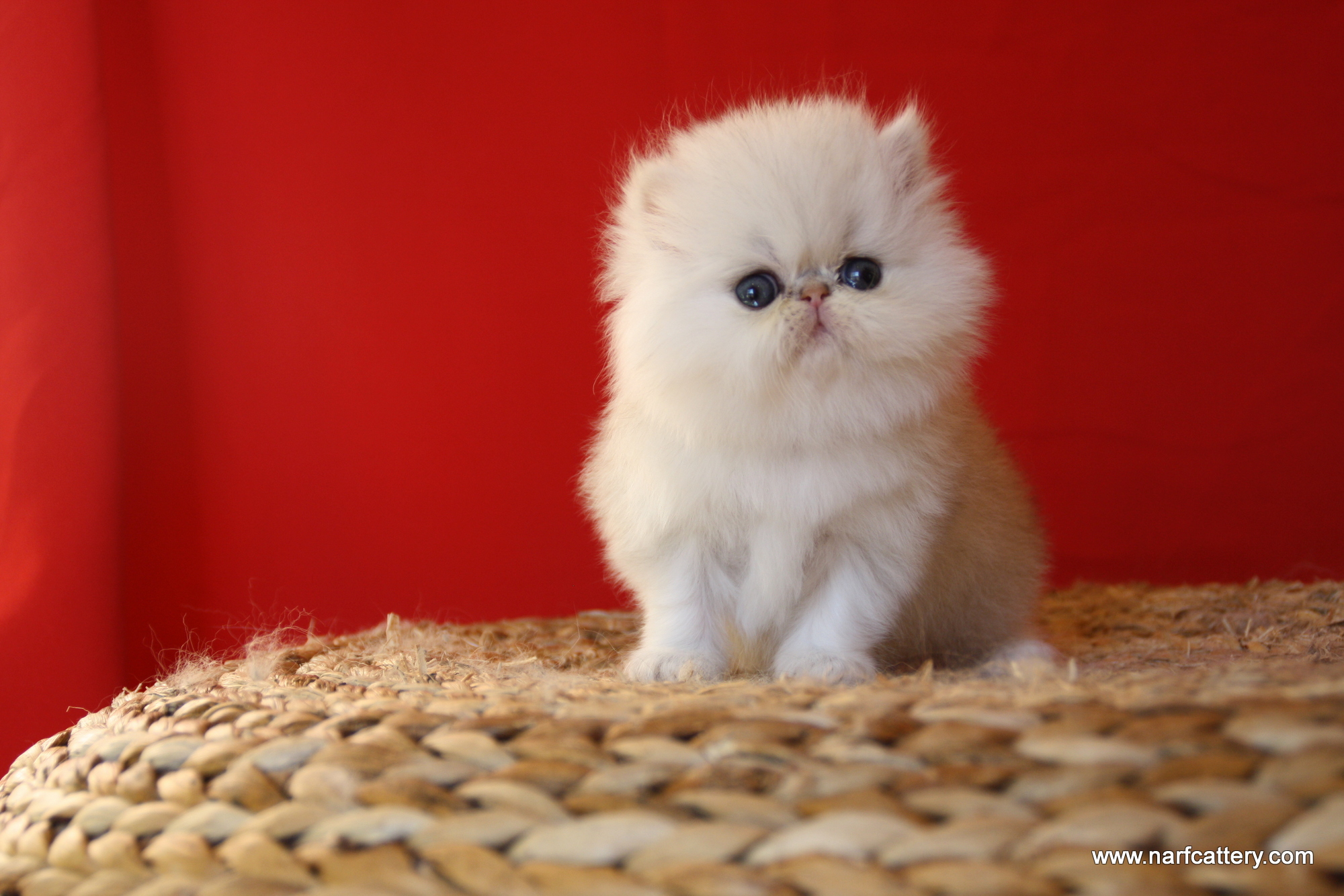 Narf Cattery – Persian and Exotics from Valencia (Spain)