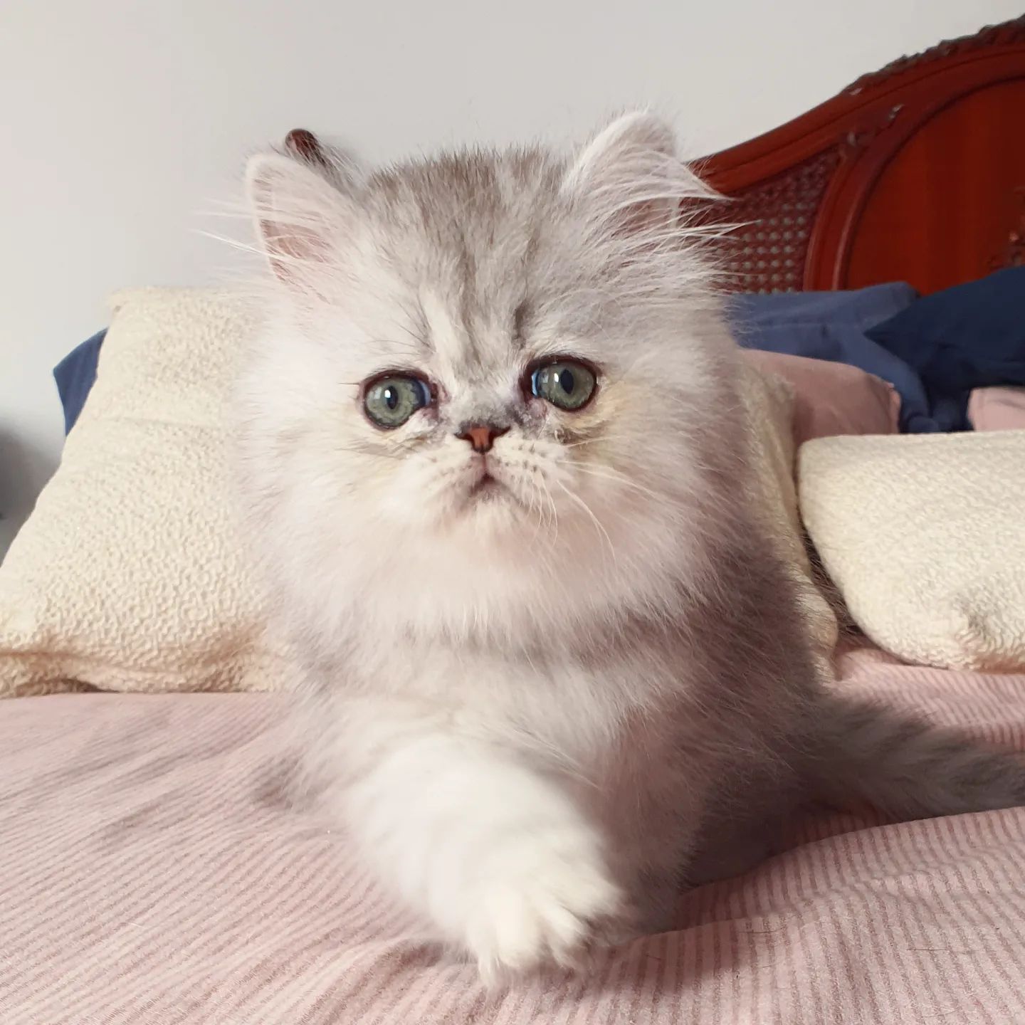 Narf Cattery – Persian and Exotics from Valencia (Spain)