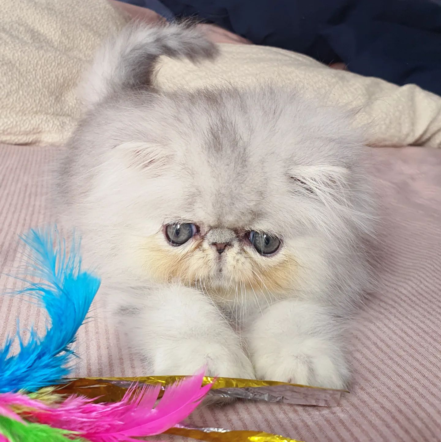 Narf Cattery – Persian and Exotics from Valencia (Spain)