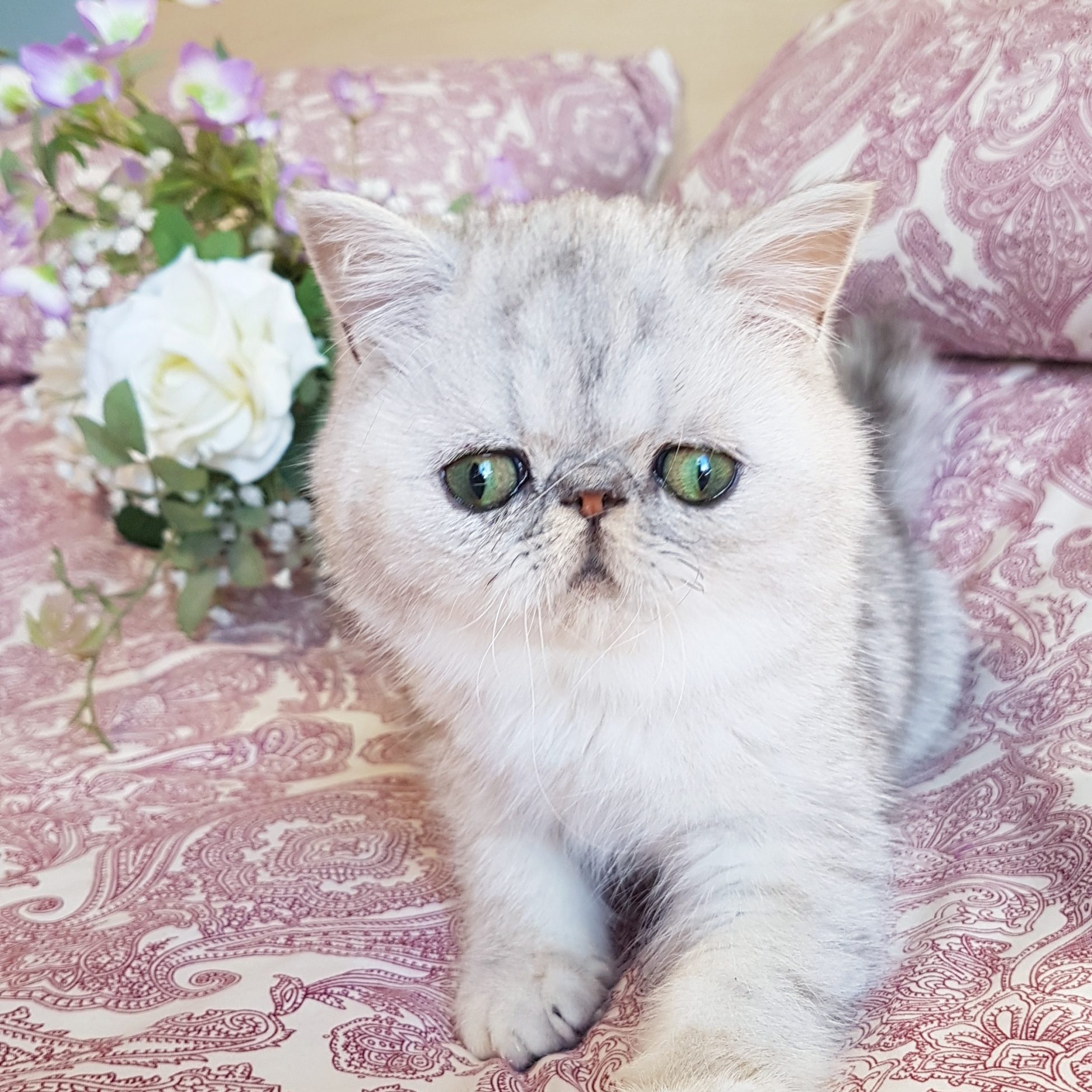 Narf Cattery – Persian and Exotics from Valencia (Spain)