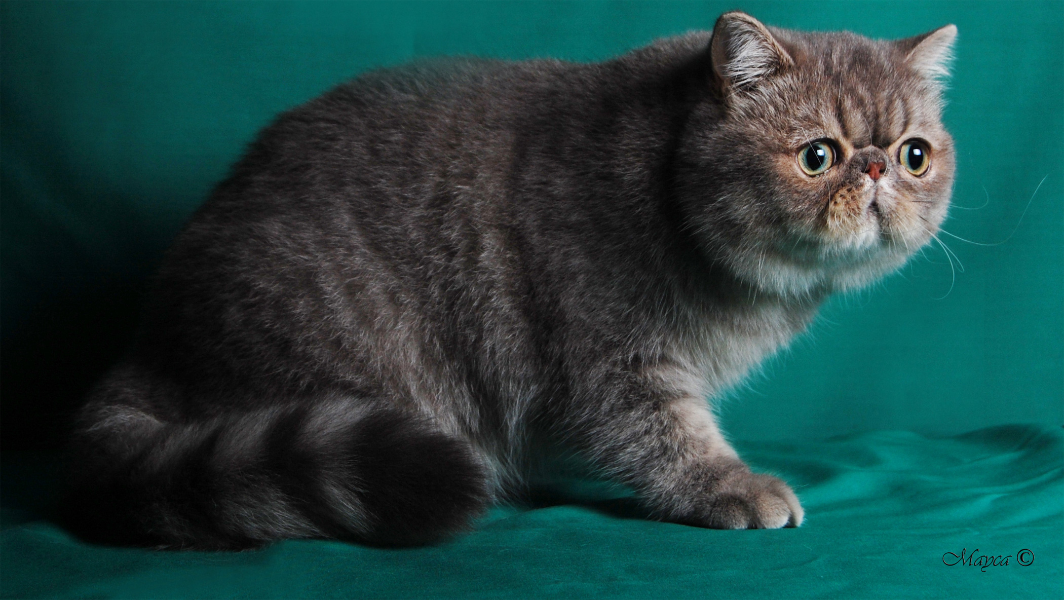 Narf Cattery – Persian and Exotics from Valencia (Spain)